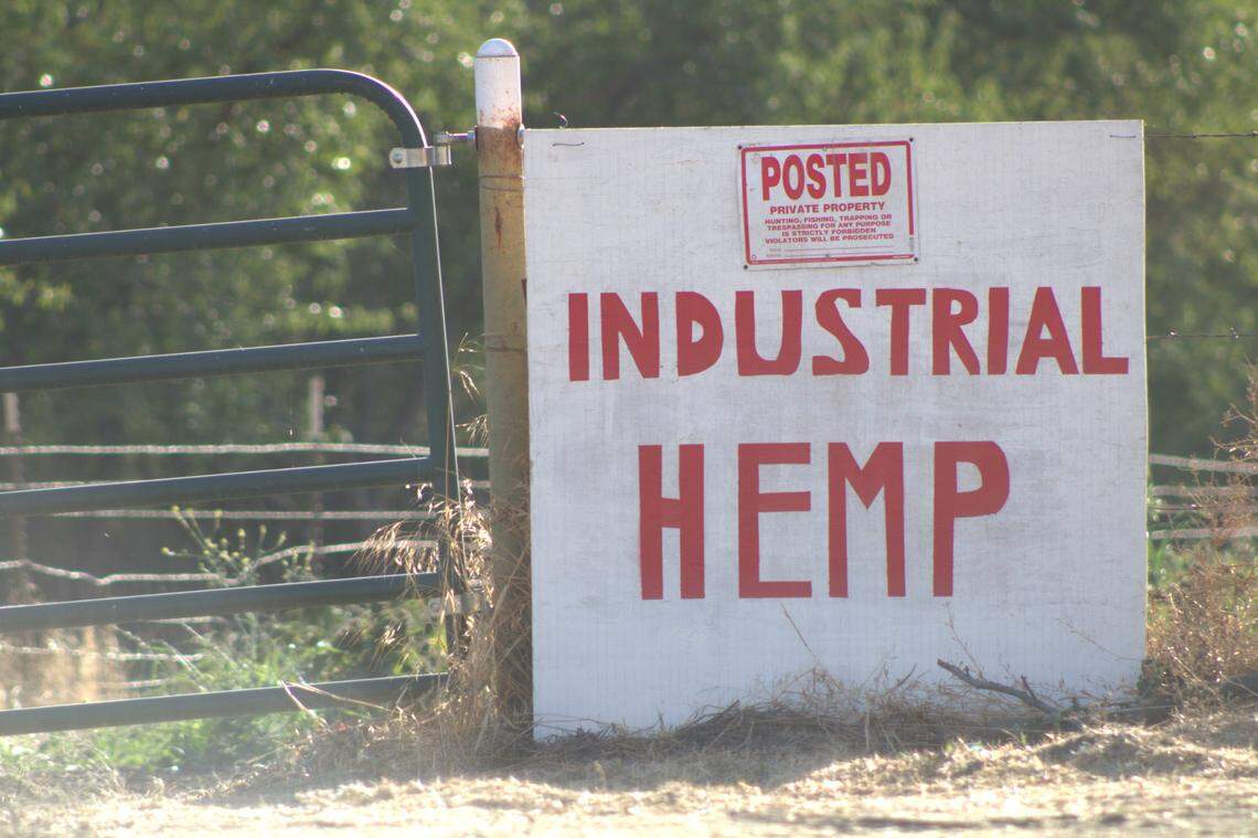 Sutter County bans industrial hemp, ends troubled trial with ...