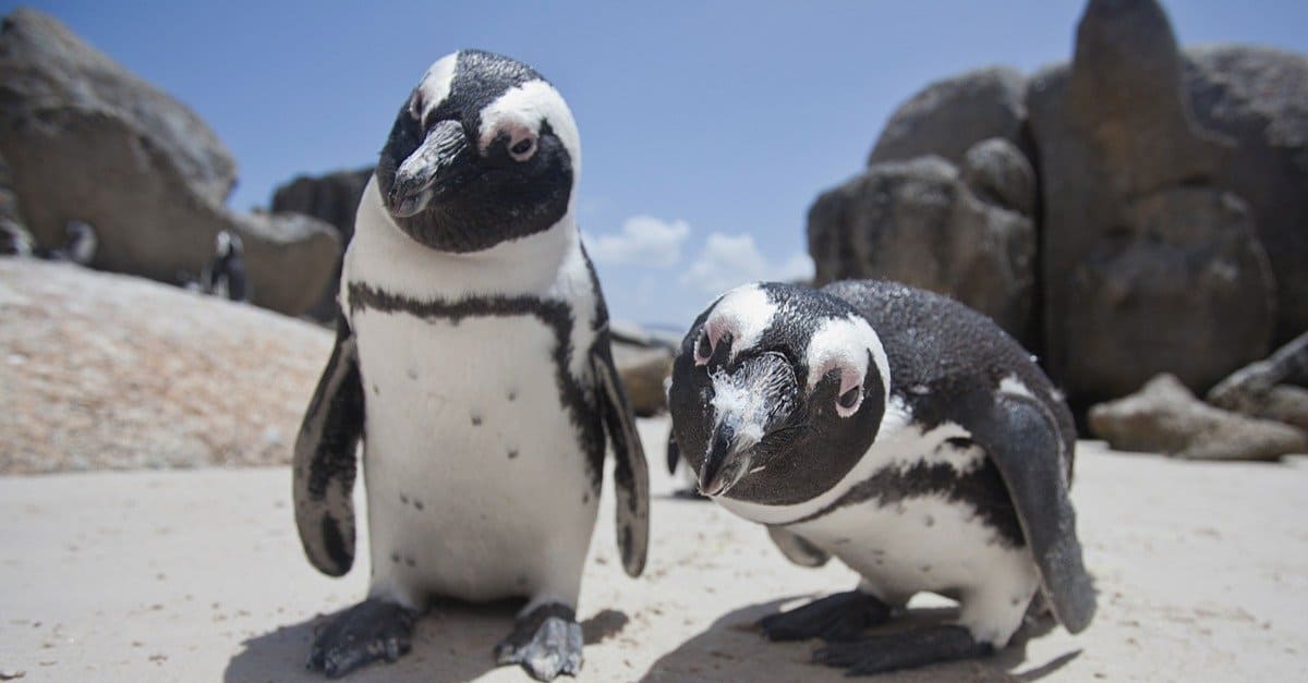 The chain of events that left 60,000 penguins without food