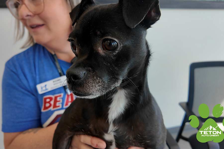 This 18-month-old pug mix is our Pet of the Week