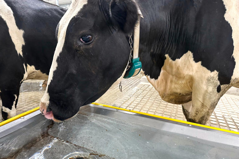 It’s moo-ving day for dairy cattle at Michigan State University