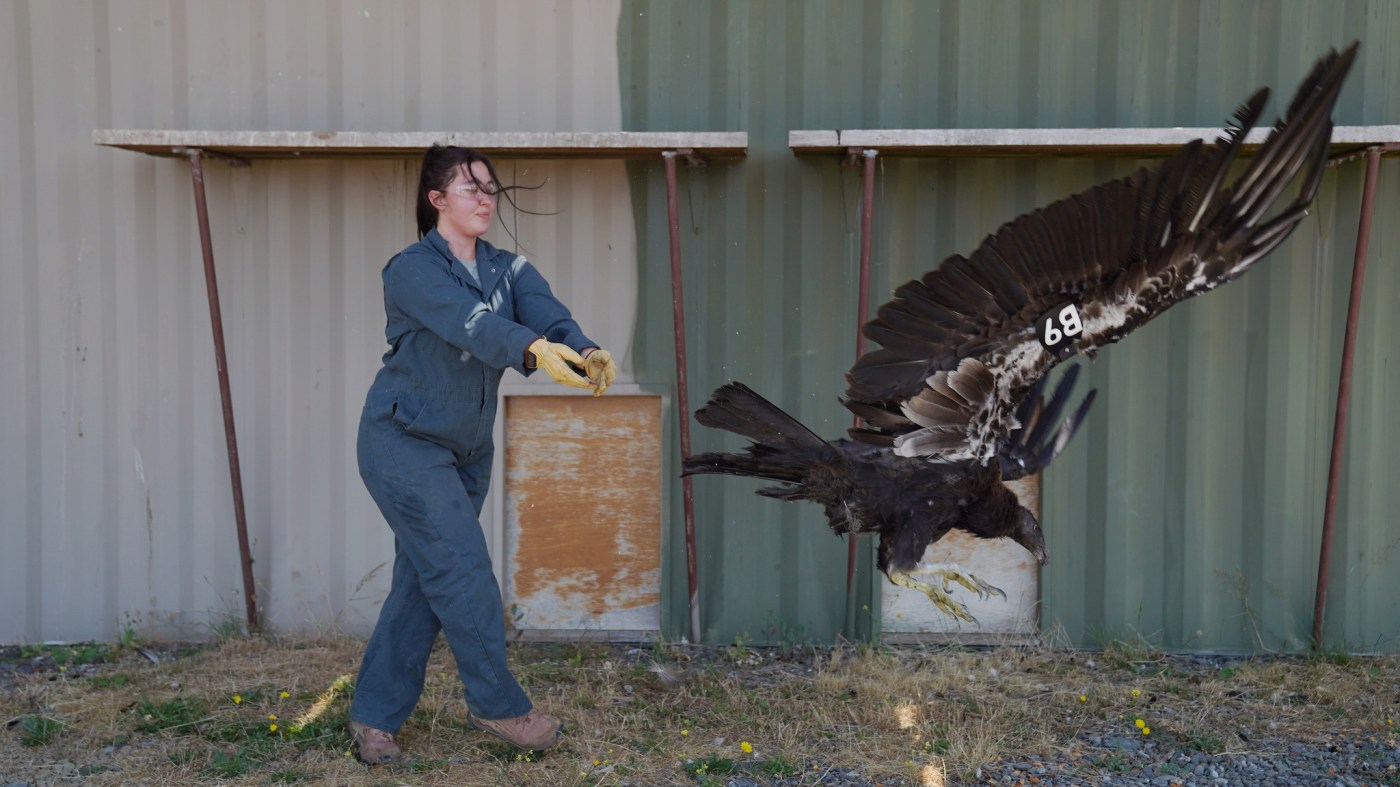 Eight more condors to join the North Coast flock