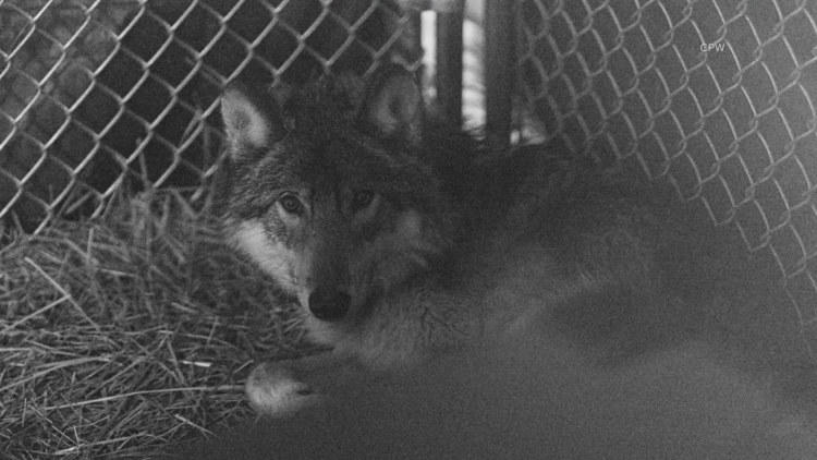 The federal government threatens to take control of Colorado's wolf ...