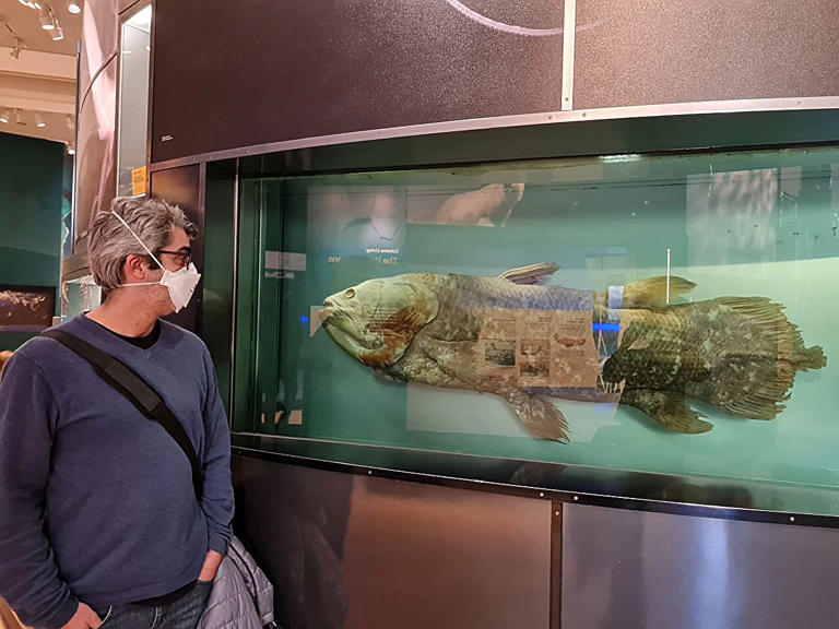 Study revises 'living fossil' fish anatomy, reshaping view of ...
