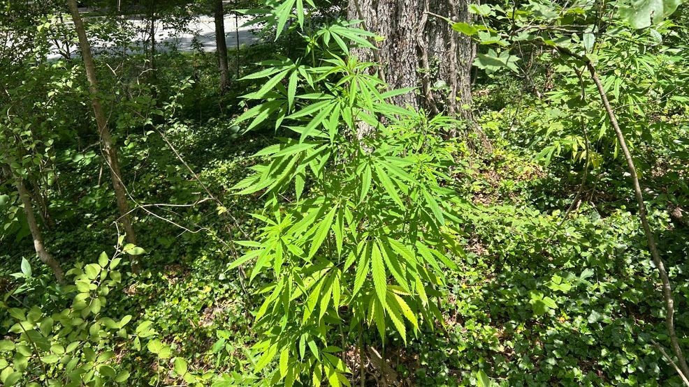 28 marijuana plants found growing in wooded area of UNCA's Millennial ...