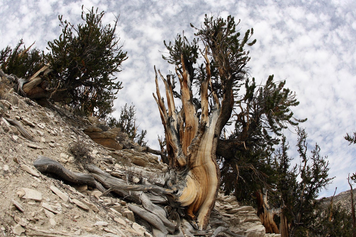 This California forest has a tree that’s nearly 5,000 years old. But ...