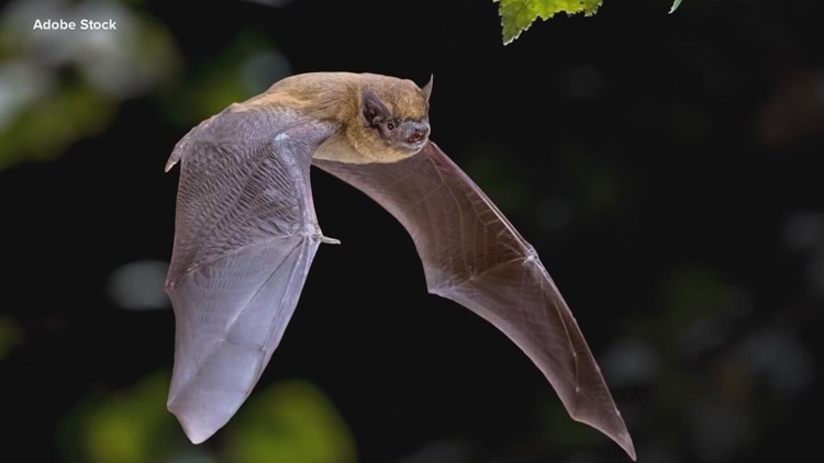 Bat marks 6th positive rabies case of the year for Mecklenburg County