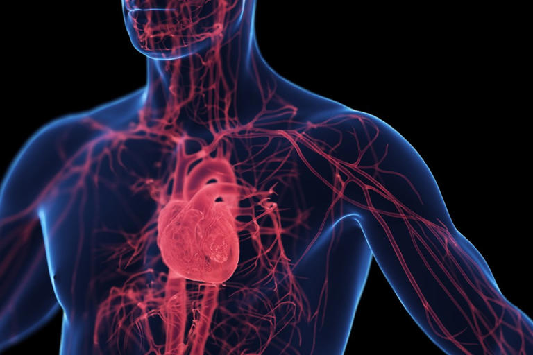 Study Reveals Which Organs Age Faster Than Others
