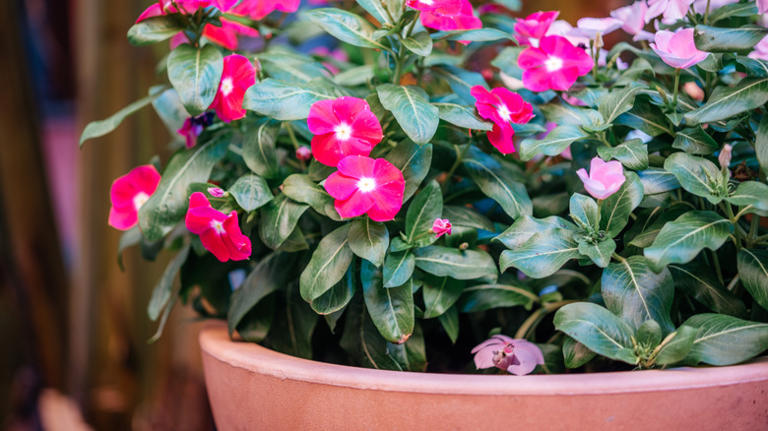 The Sweet Pink Plant That'll Make Your Container Garden A Hummingbird ...