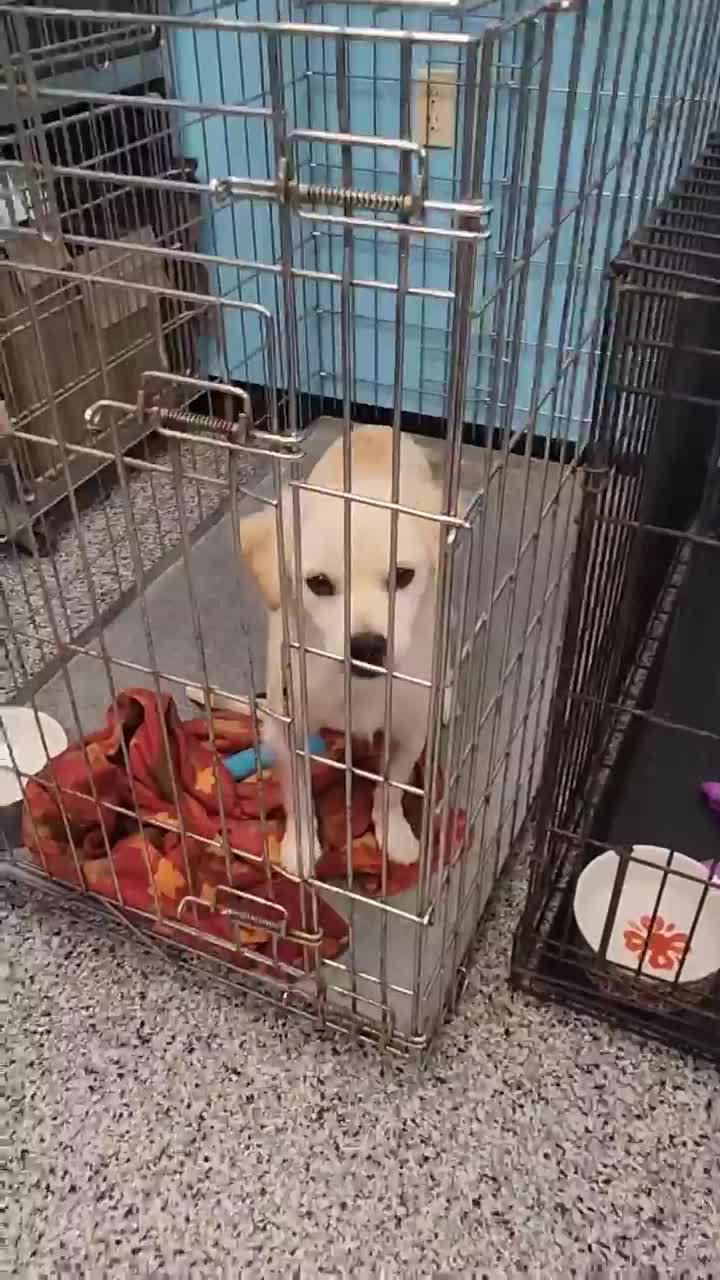 20 seized dogs brought to Huron County Humane Society that’s been ...