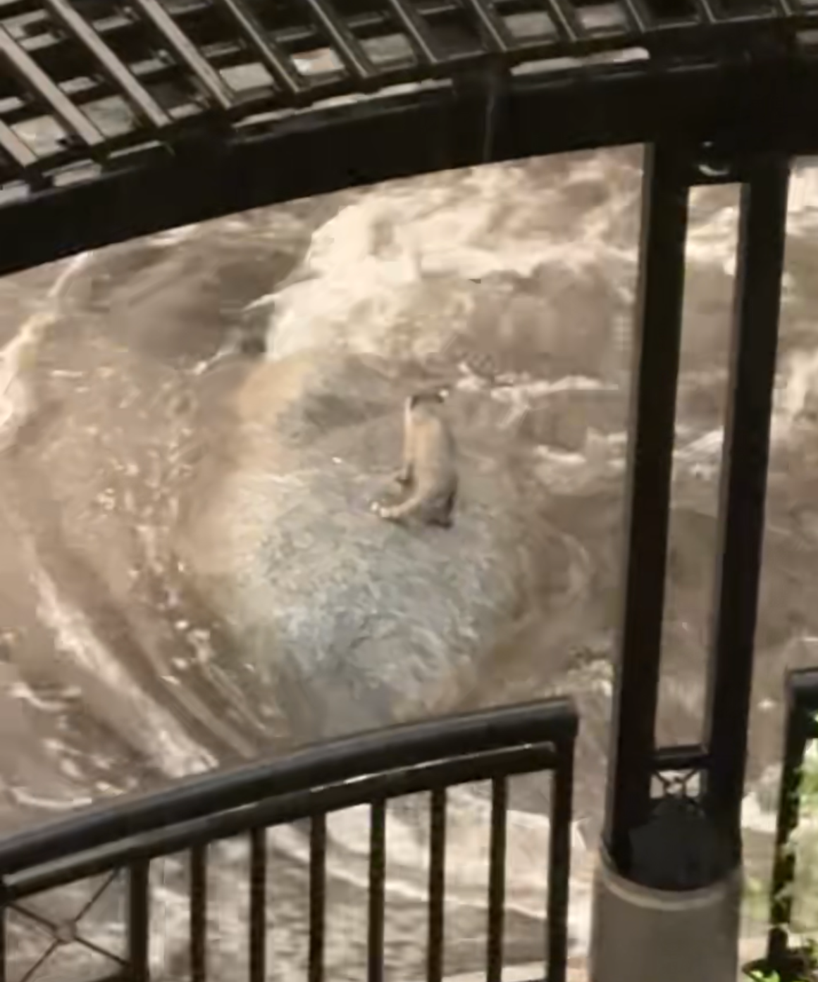 See raccoon's daring leap into rushing waters during record Reno storm