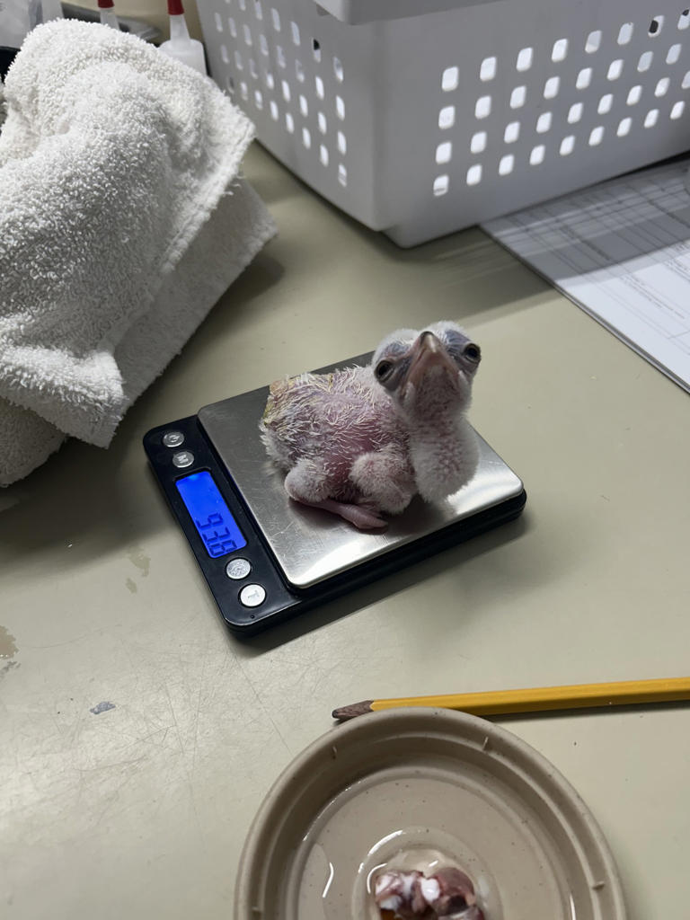2nd secretary bird chick born at Abilene Zoo this year