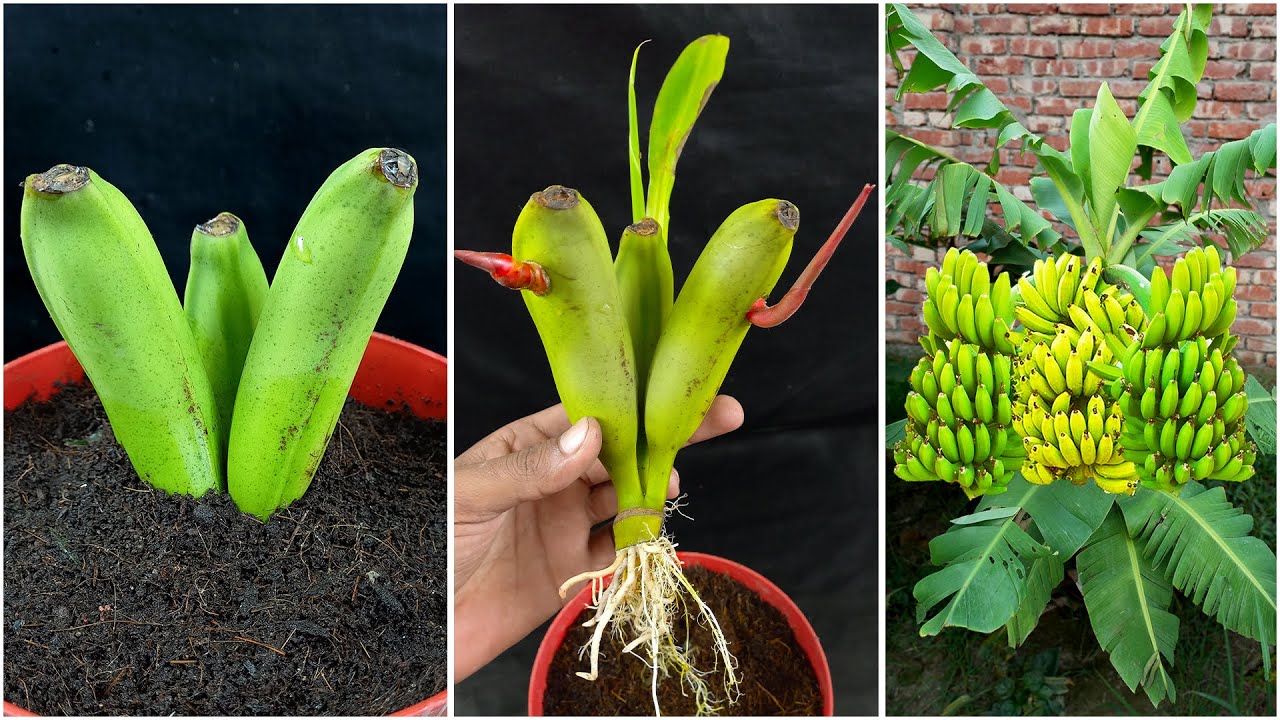 How to grow banana plant at home from fruit || Best method for gardening