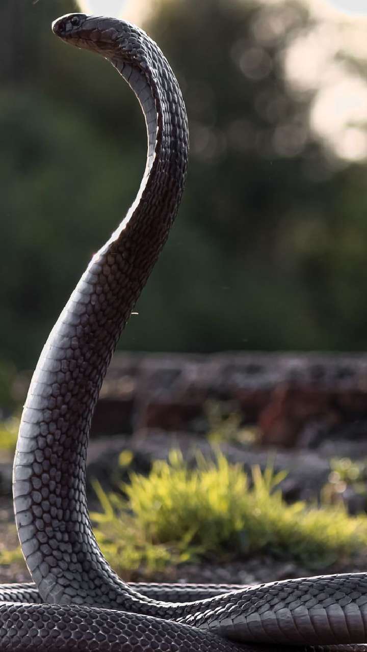 5 Sacred Snake Temples In India To Visit On Nag Panchami 2025!