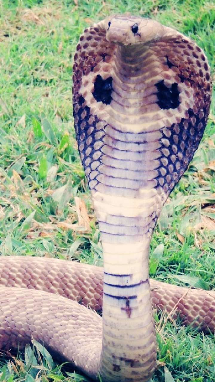 5 Sacred Snake Temples In India To Visit On Nag Panchami 2025!