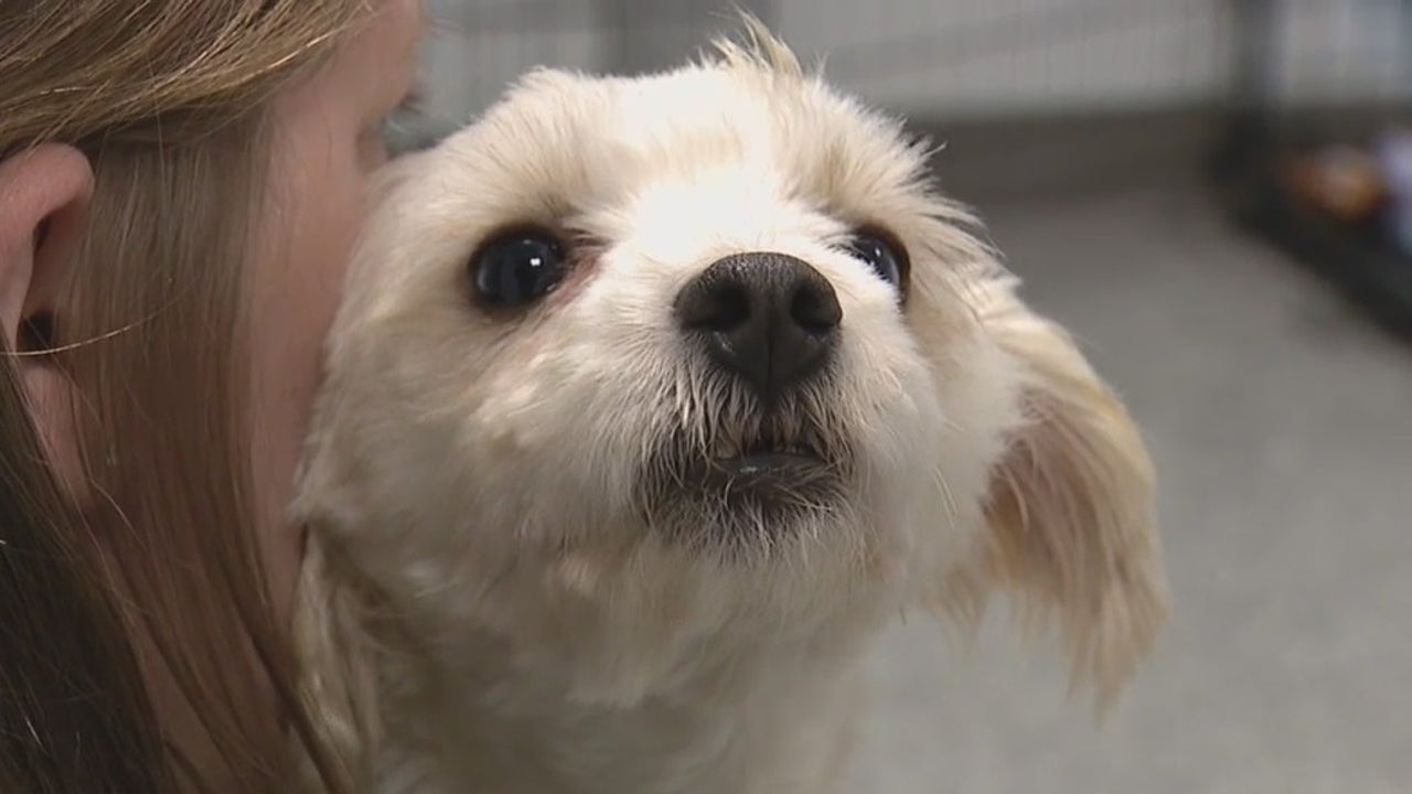 Detroit Dog Rescue takes in dozens of puppies from Colorado hoarding ...