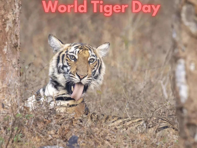 International Tiger Day 2025: Theme, why tigers are important, and how ...