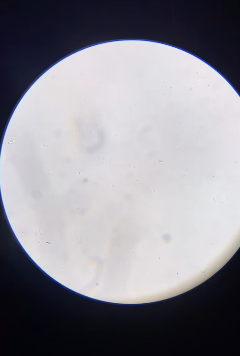 Microscope Magic: The Tiny World You’ve Never Seen