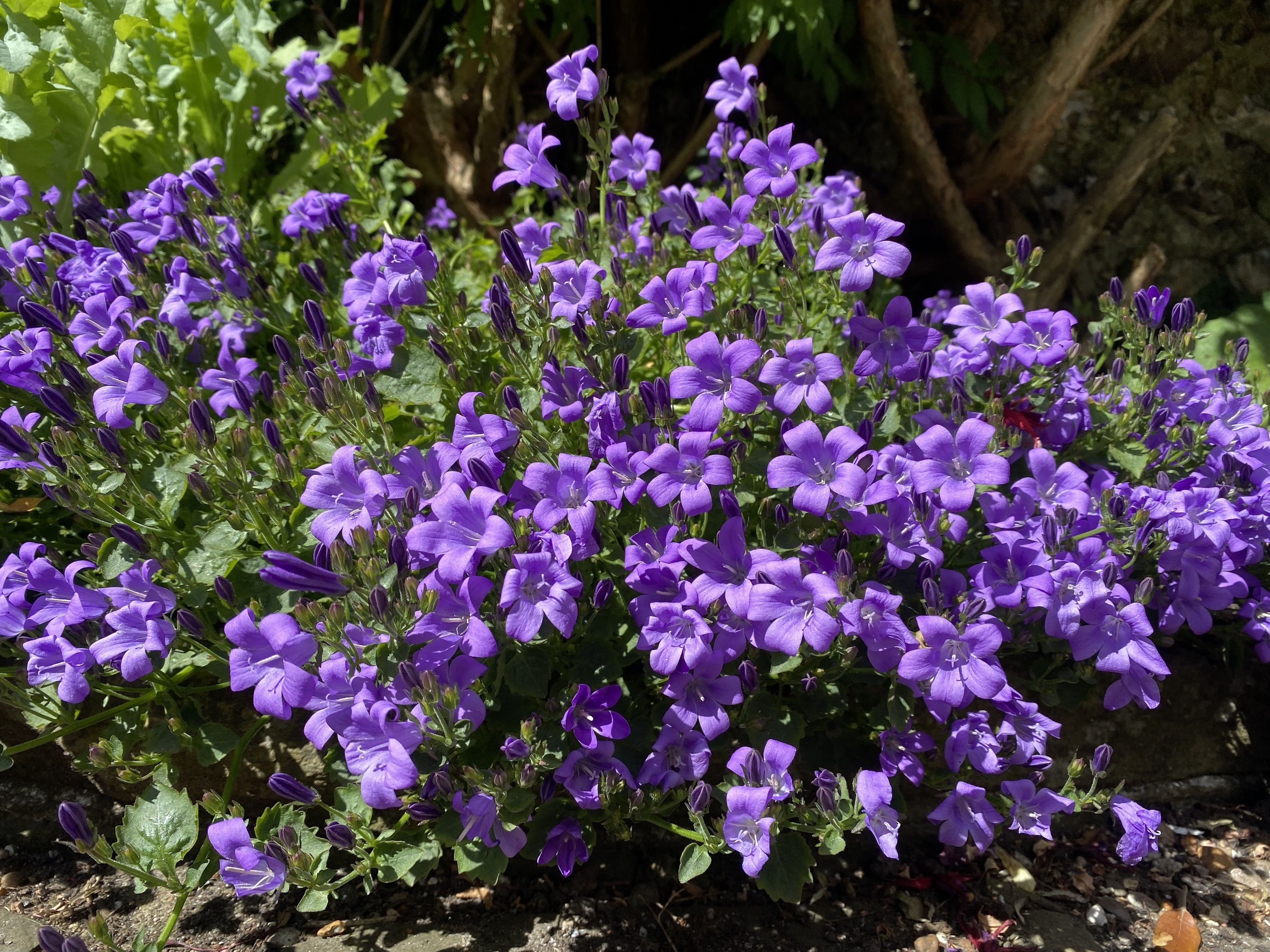 9 groundcover plants that instantly make your garden look lush and full