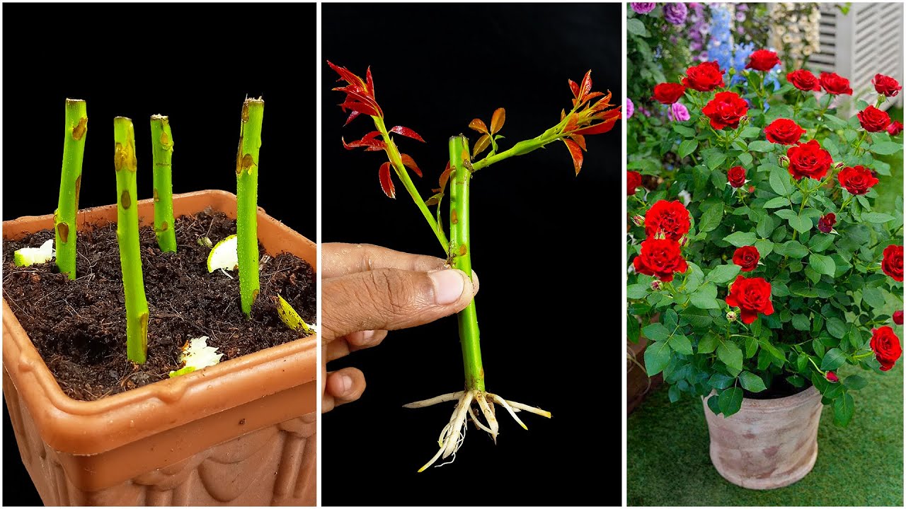 How to grow rose plant from cuttings | Grow roses from stem cutting ...