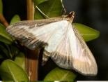 New invasive pest, the box tree moth, detected in Virginia