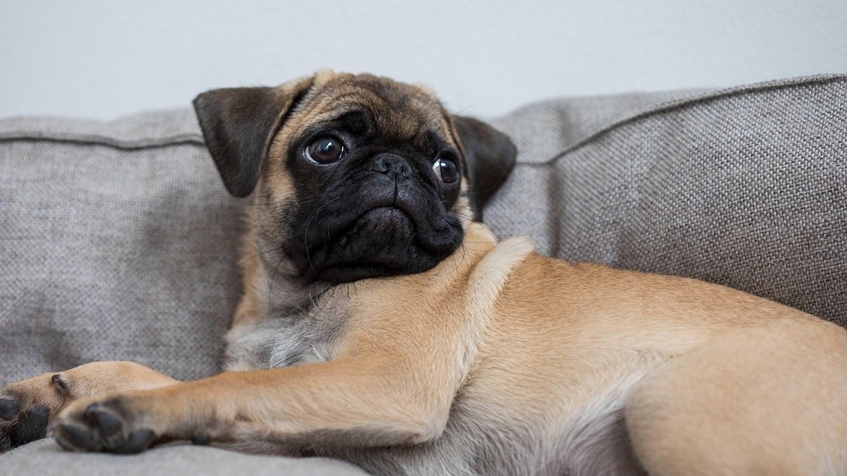 Paws-Off Pitfalls: 13 Mistakes Dog Owners Make When Leaving Their Pets ...