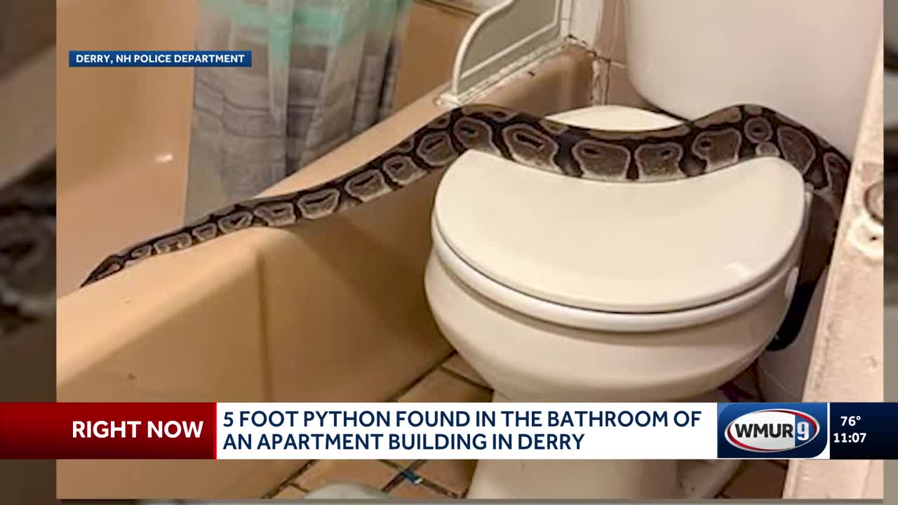 5 foot python found in bathroom of apartment in Derry