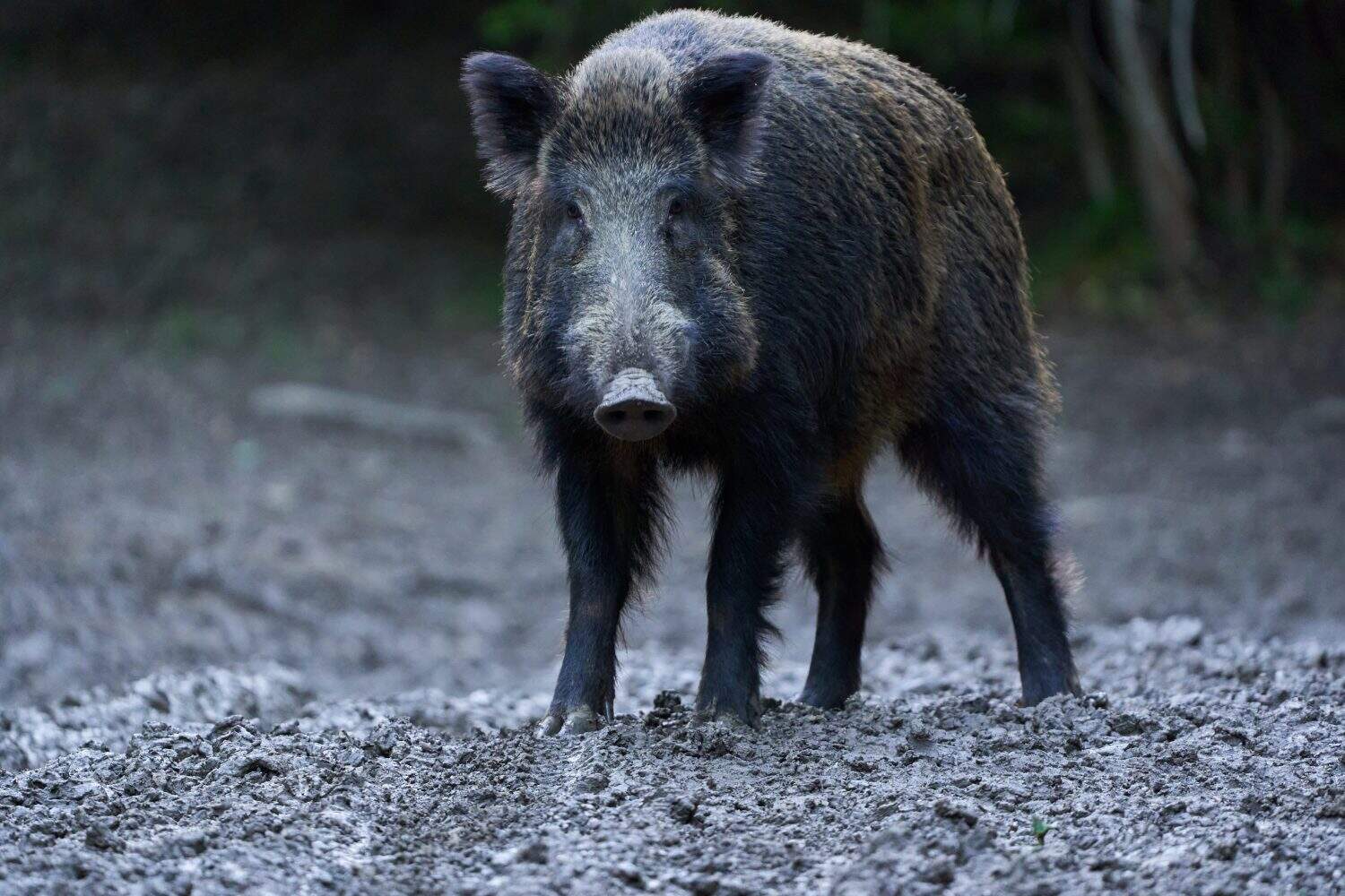 These states have the worst feral hog problems in America