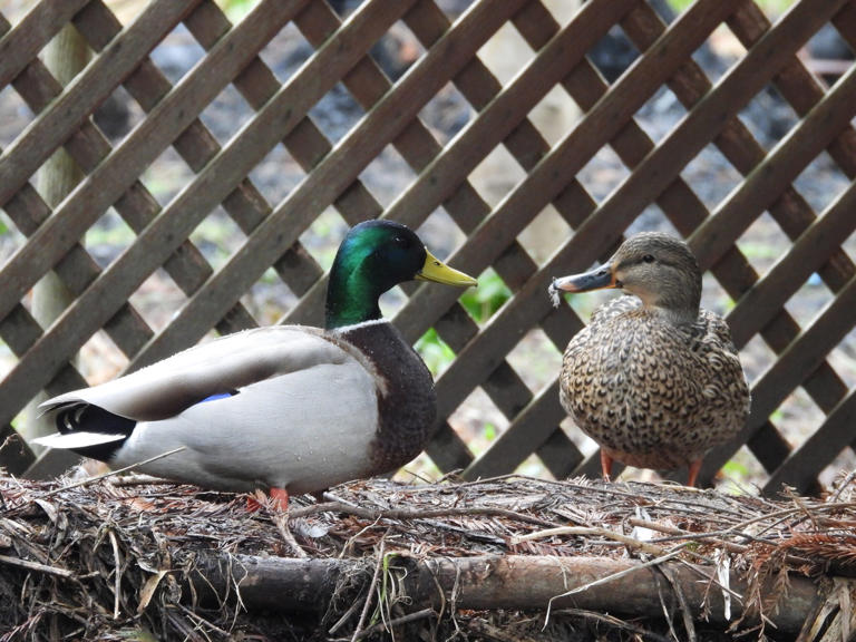 State’s mallard population takes off, growing nearly 50% in CDFW’s ...