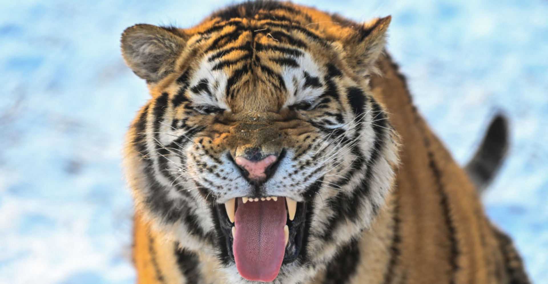 The tiger's enduring cultural appeal