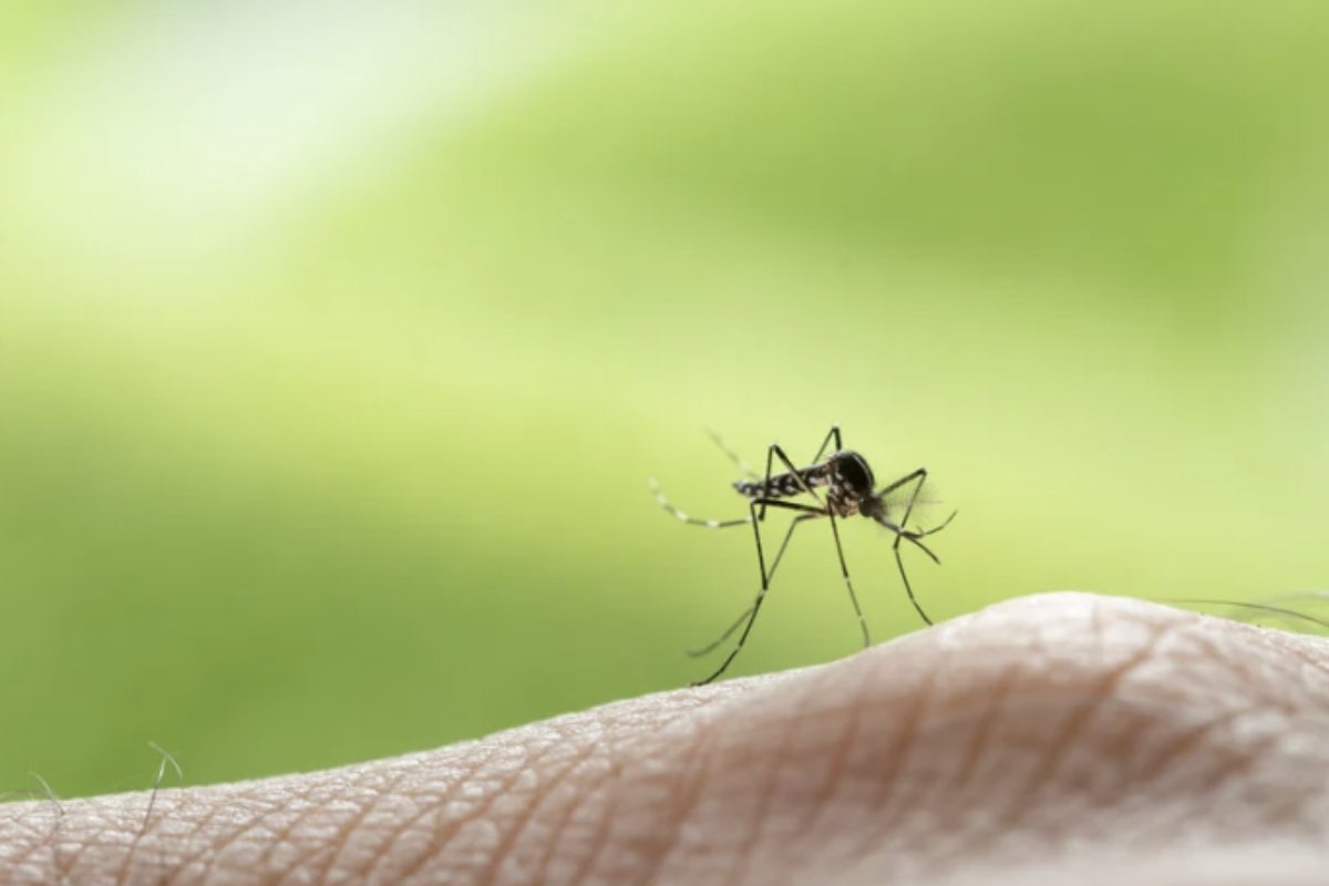 Il virus delle zanzare è arrivato anche in Italia: si chiama ...