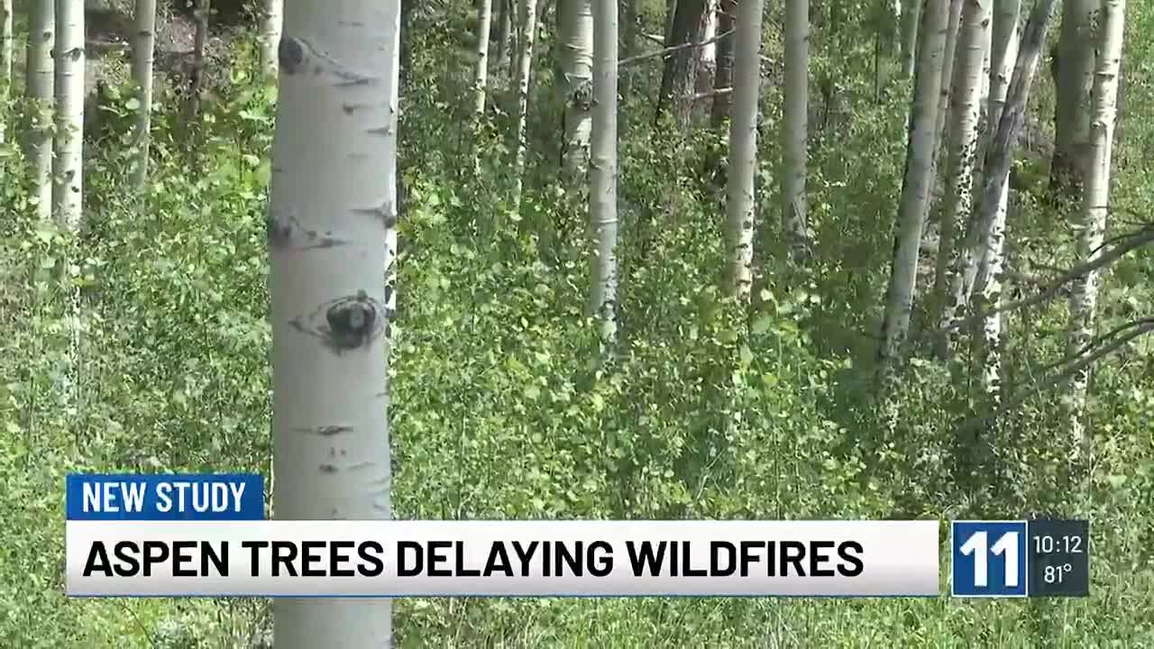 How aspen trees help fight wildfires in Colorado