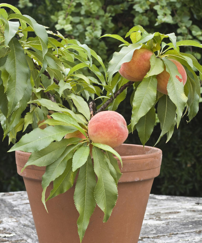 9 of the best fruit trees to grow in pots for healthy harvests in small ...