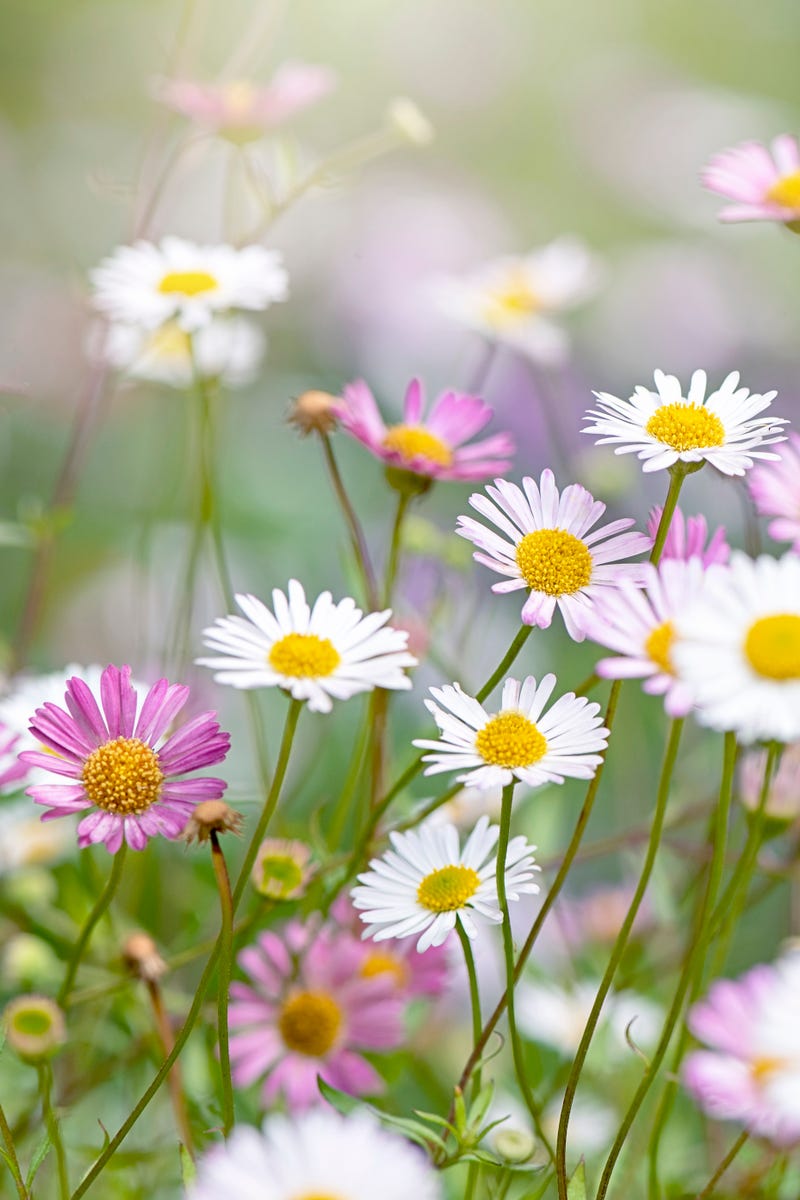 9 groundcover plants that instantly make your garden look lush and full