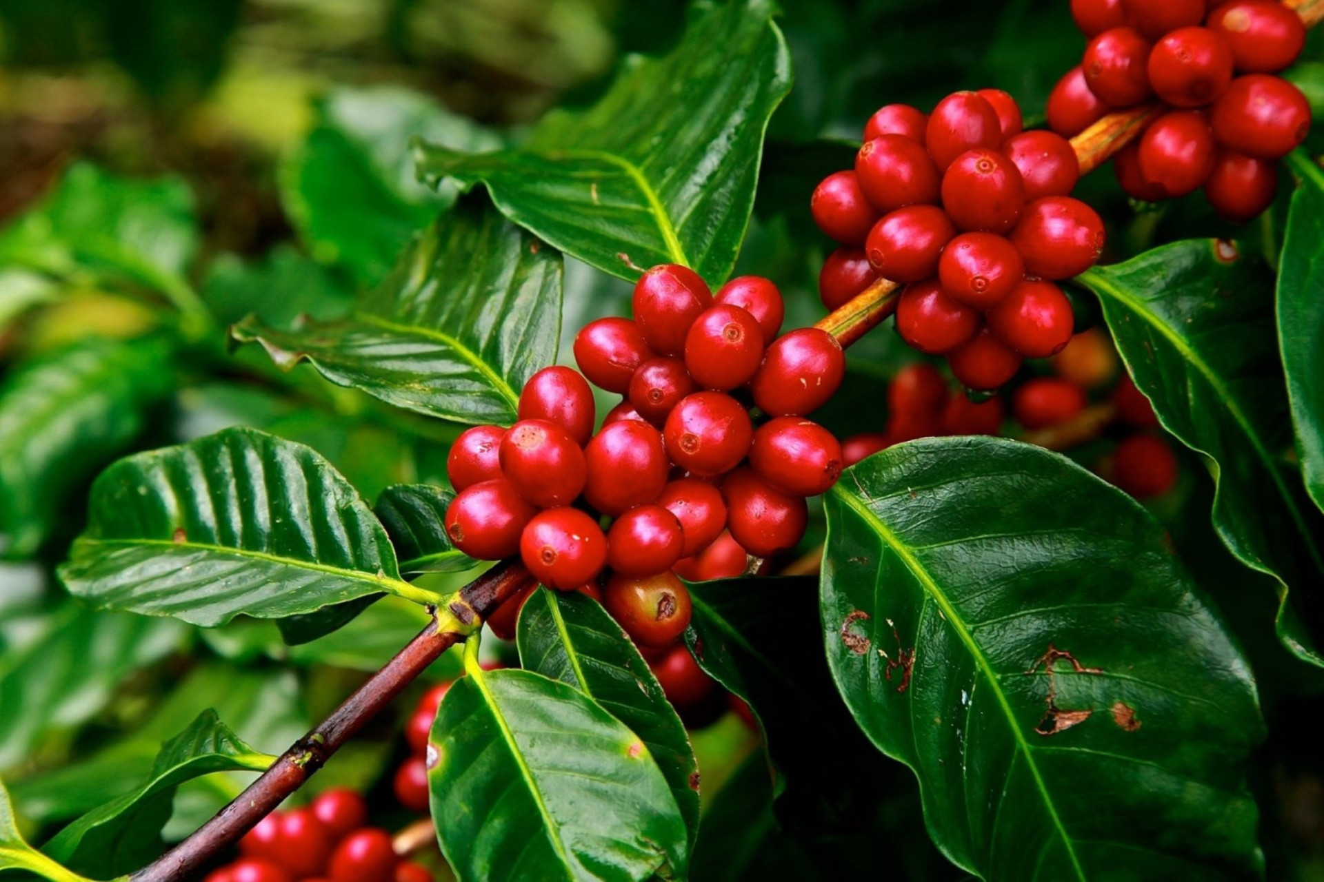 Moderate coffee intake linked to better mental health