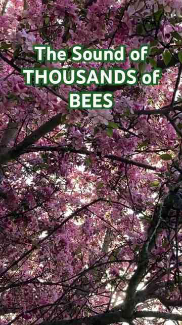 Why Biodiversity Makes the Permaculture Food Forest Thrive – Part 2