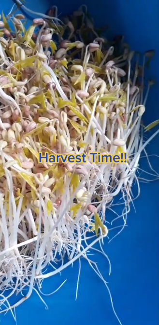 Mung Bean Germination 101 How to Sprout Monggo at Home