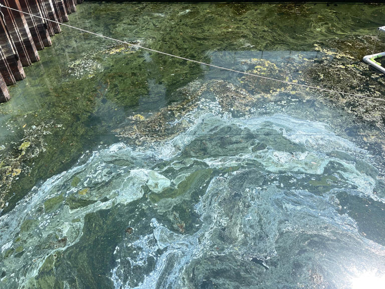 My local beach is closed: What are the causes and dangers of ...