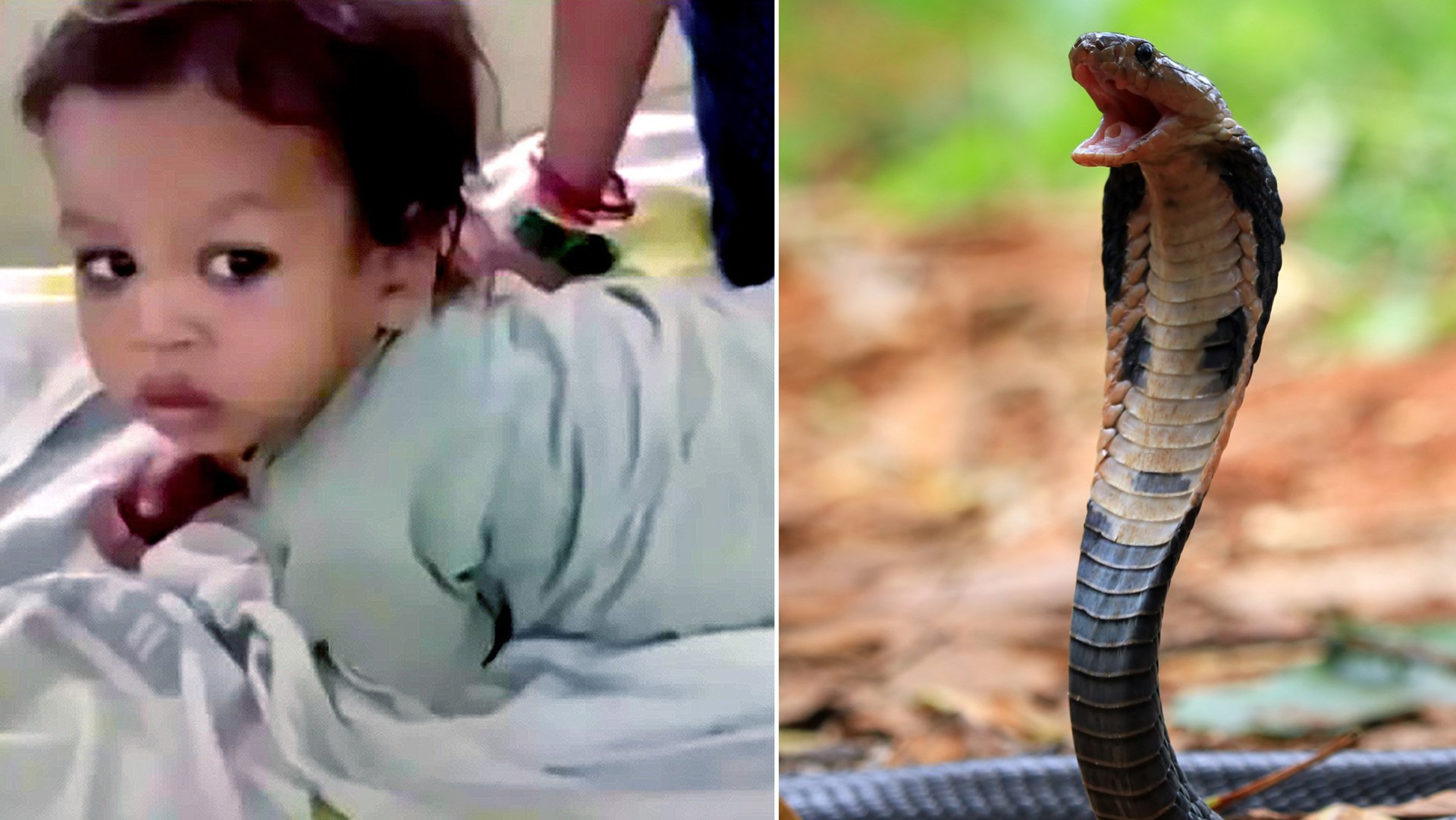 Toddler bites cobra to death after attack