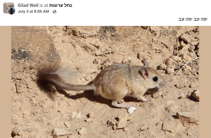 Experts thrilled after trail cameras capture images of elusive creature ...