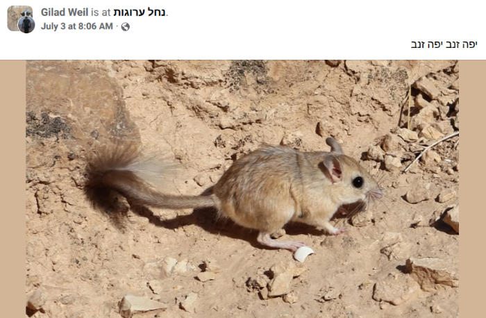 Experts thrilled after trail cameras capture images of elusive creature ...