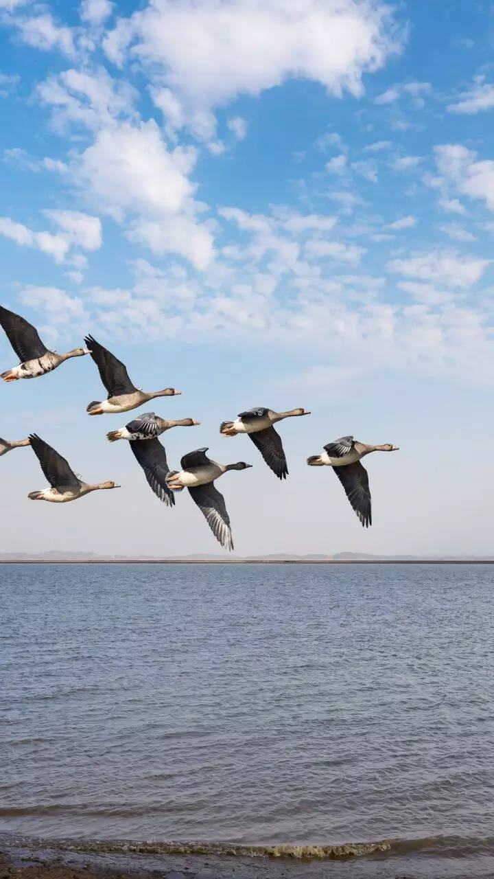 10 Indian migratory birds that travel thousands of miles
