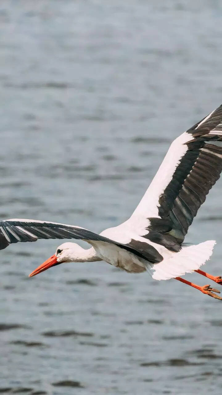10 Indian migratory birds that travel thousands of miles