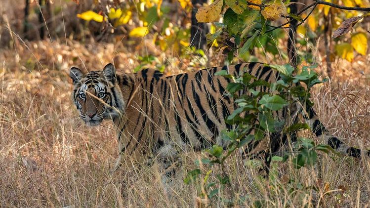 Assam ranks 3rd in tiger density, Himanta vows crackdown on encroachment
