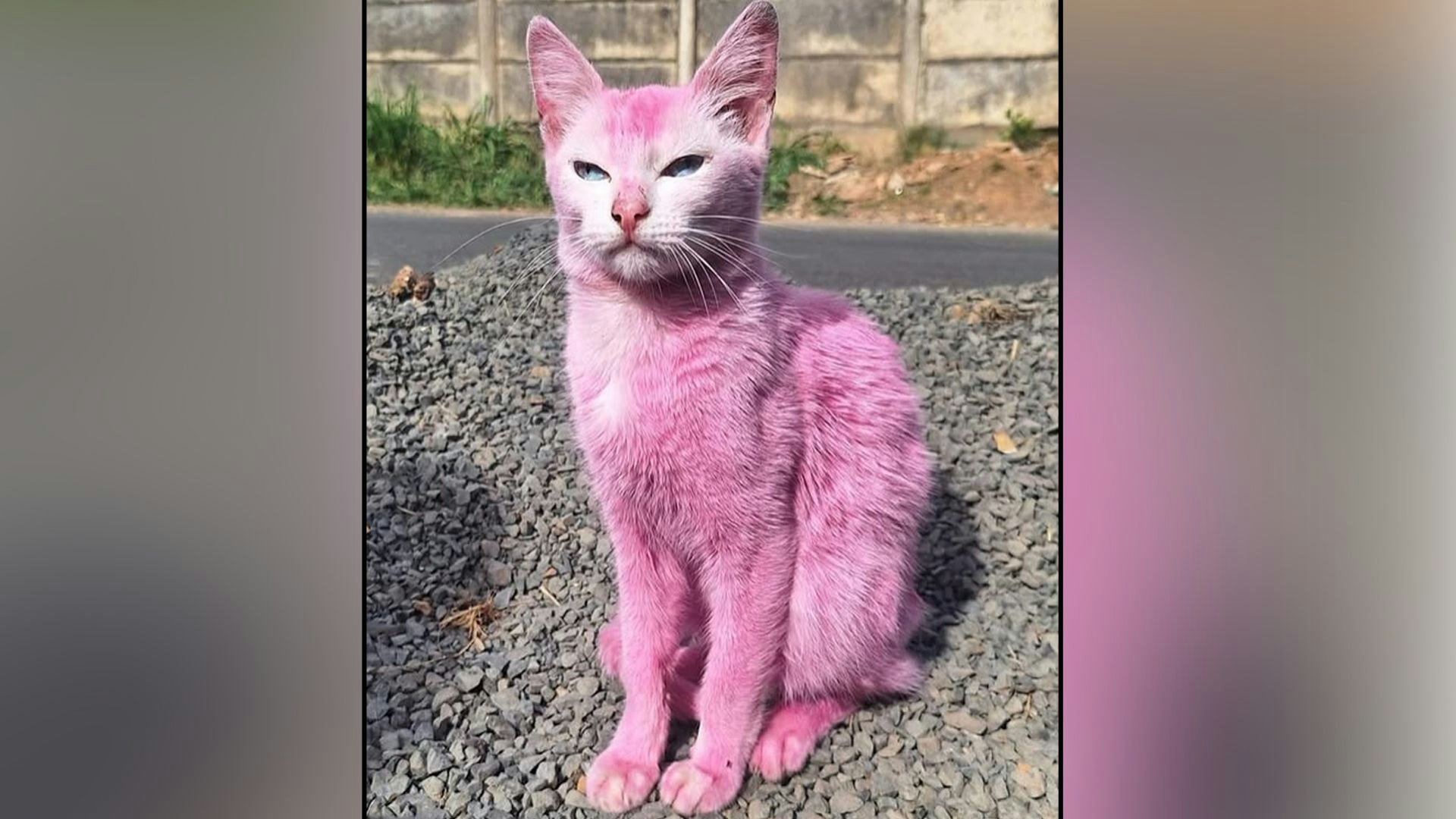 Putzen verboten! Katze wurde mit rosa Holzlack bemalt