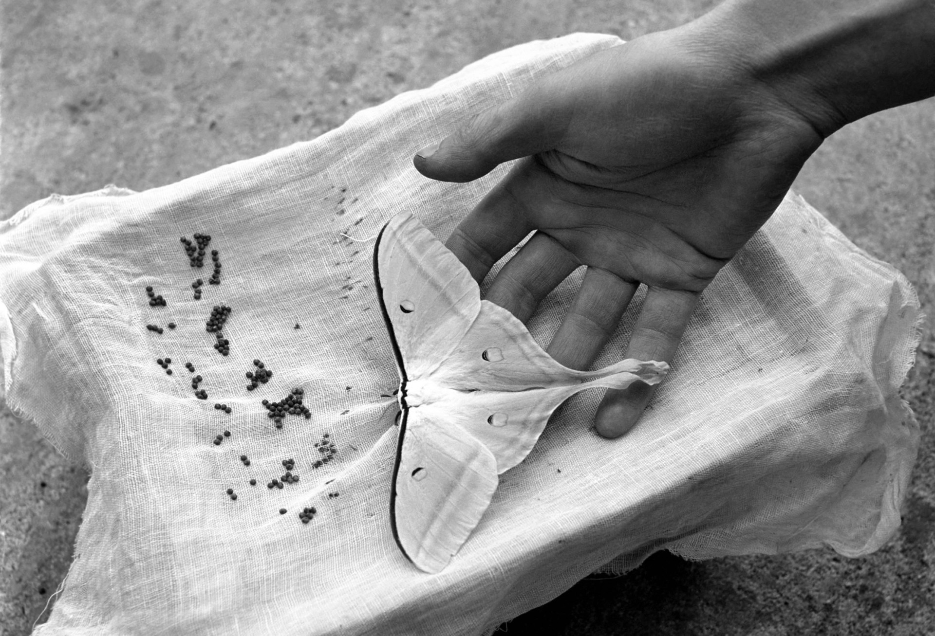 Cómo han influido los insectos en las estrategias militares