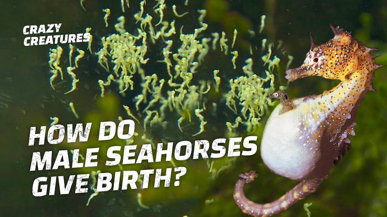 This Male Seahorse Gives Birth to Hundreds