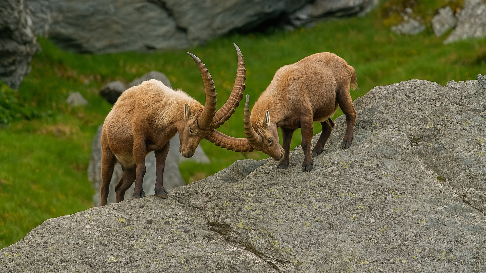 Oostenrijkse natuur Alpenmarmotten en steenbokken bij de Grossglockner