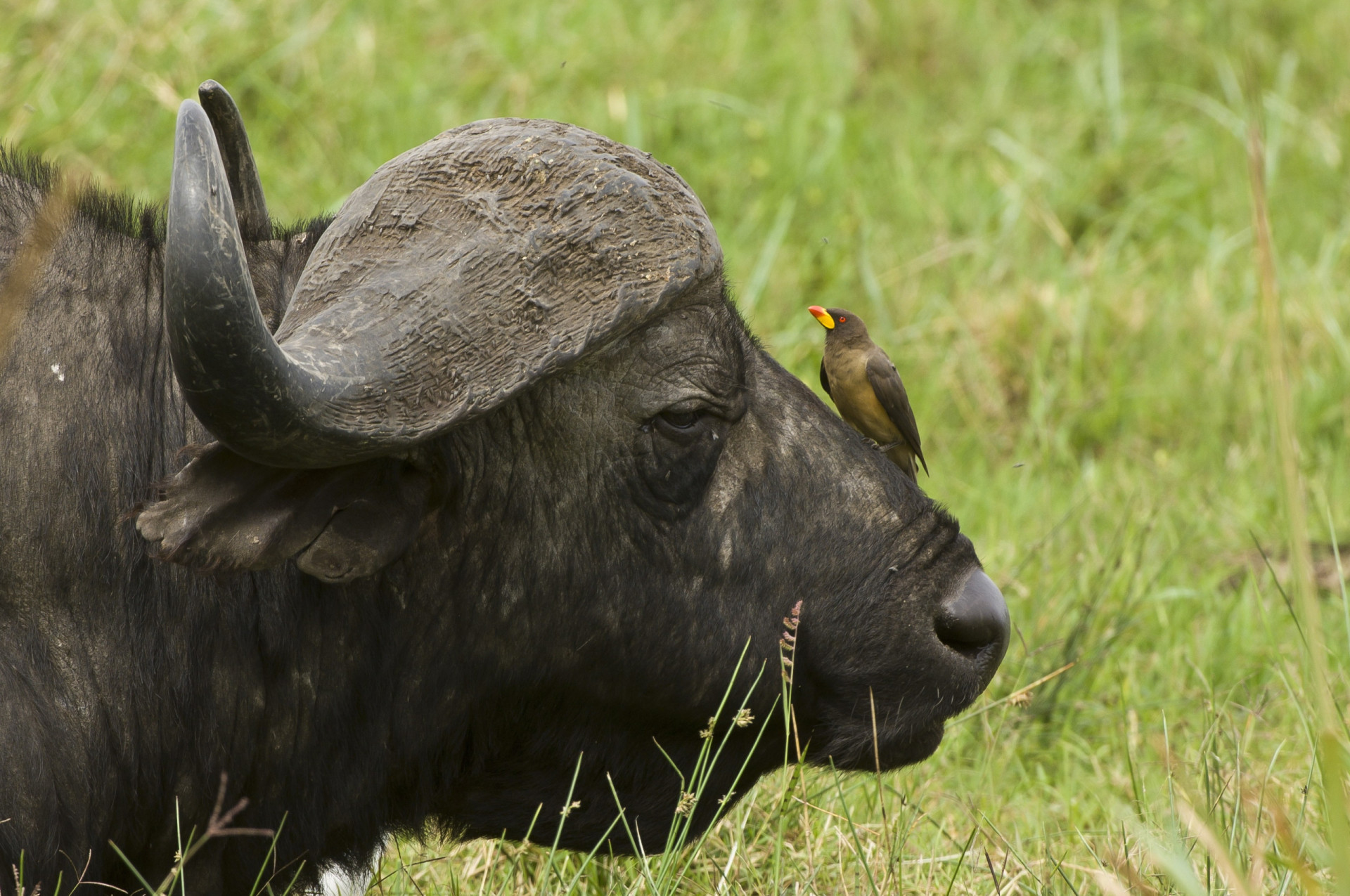 Symbiosis: the key to nature's harmony