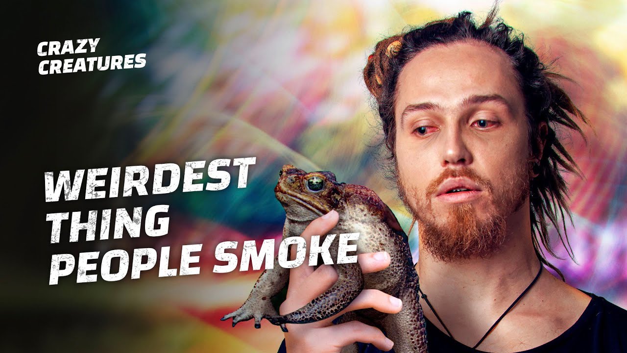 Smoking Cane Toad Poison What’s Really Going On