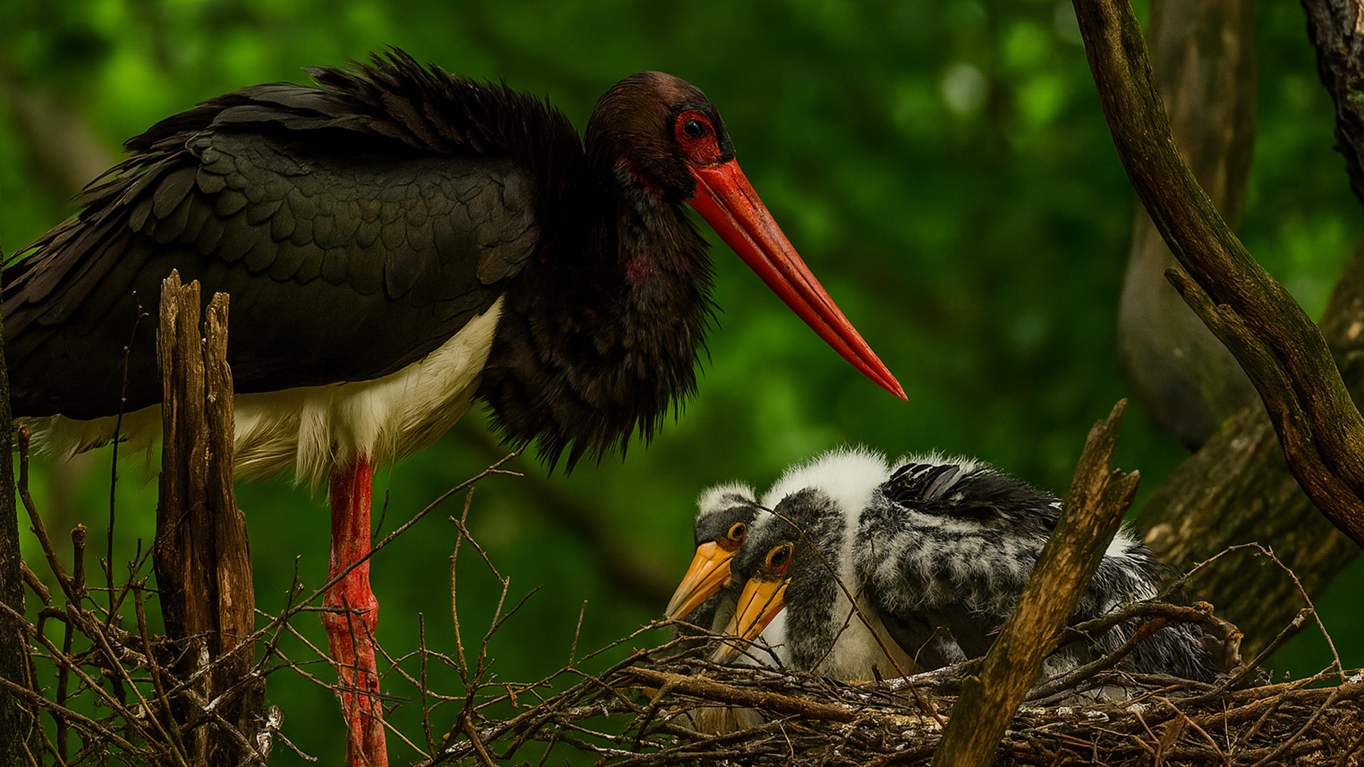 Nesting Birds Black Stork